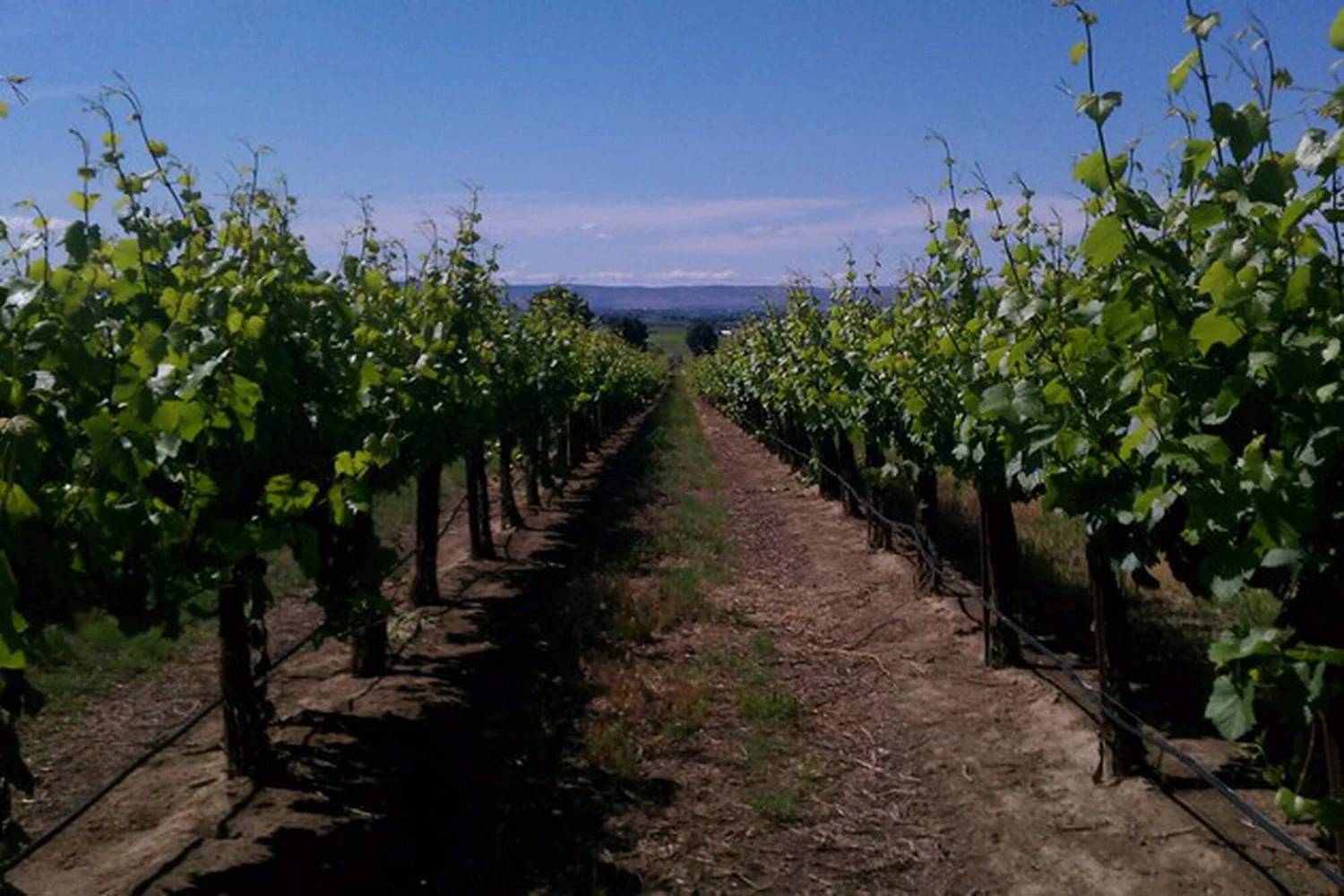 Reviews 1 — Hogue Cellars