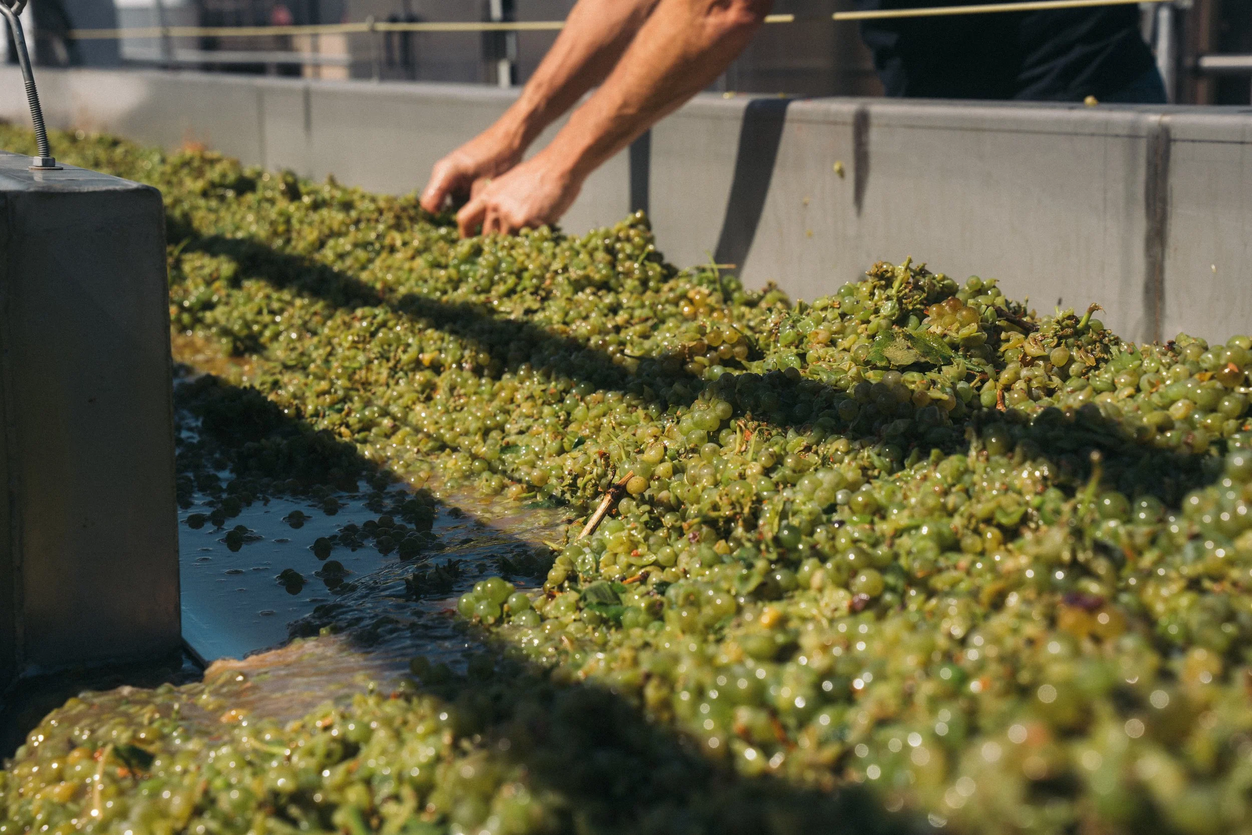 Wine Finder — Hogue Cellars