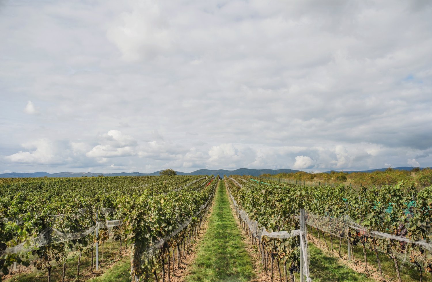 Reviews 1 — Hogue Cellars