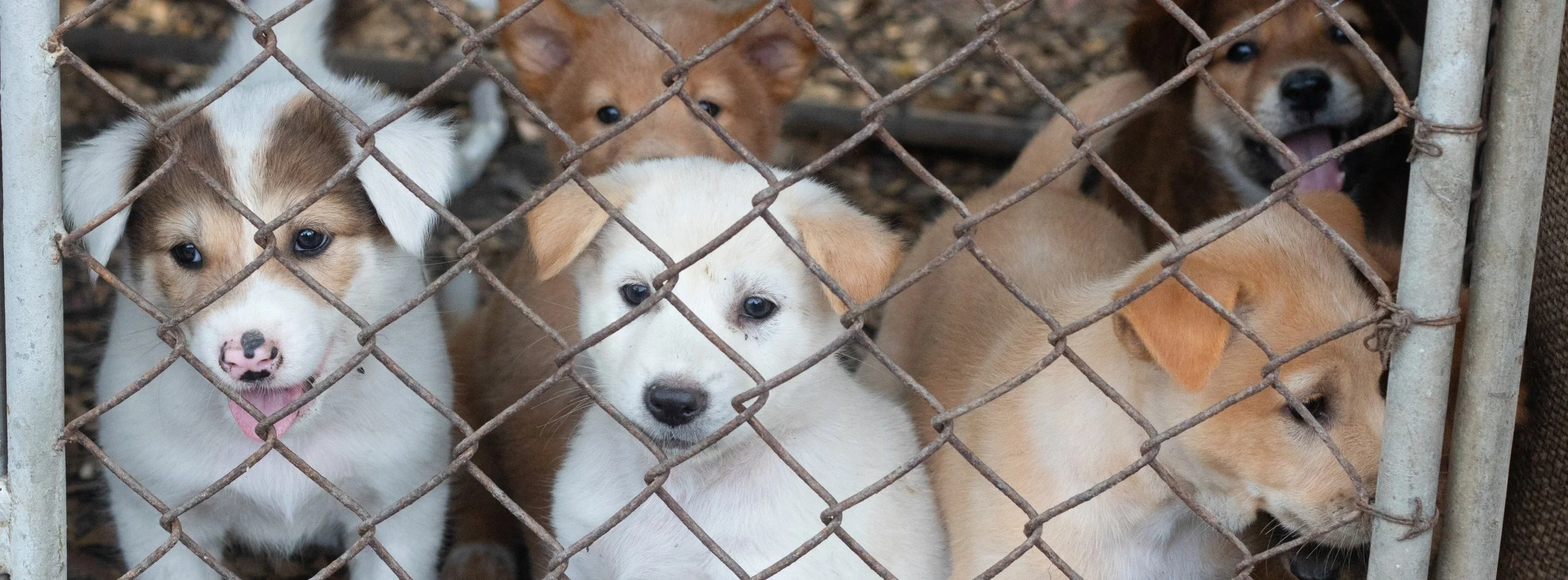 Animal Shelter — Willcox