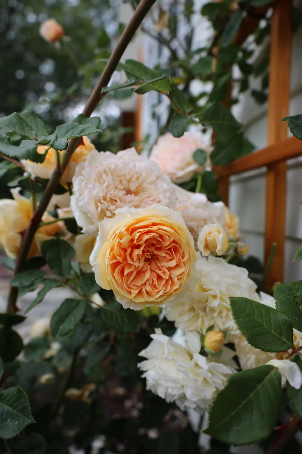 Stark Blooms
