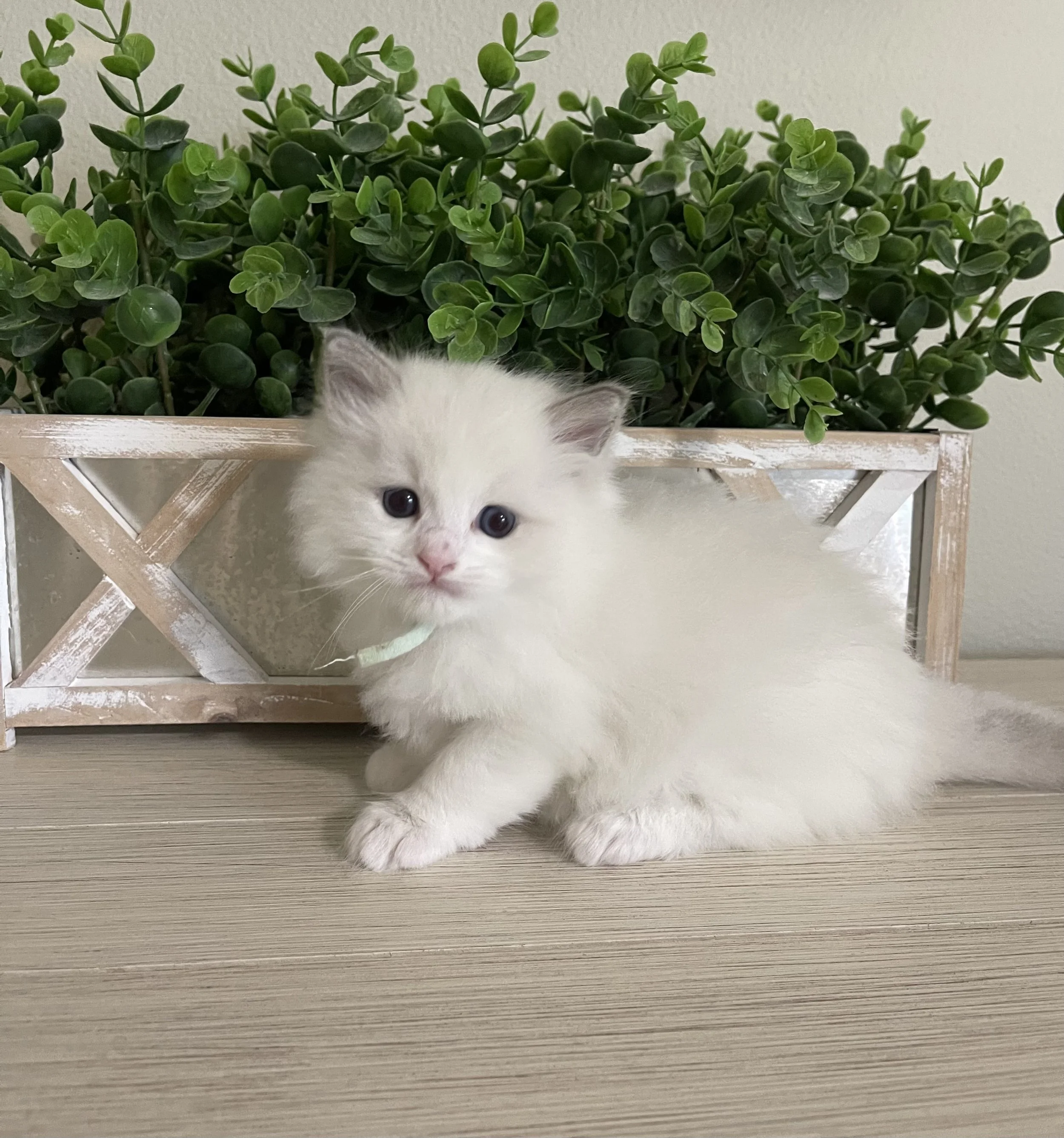 Ragdoll kittens — Rose City Felines