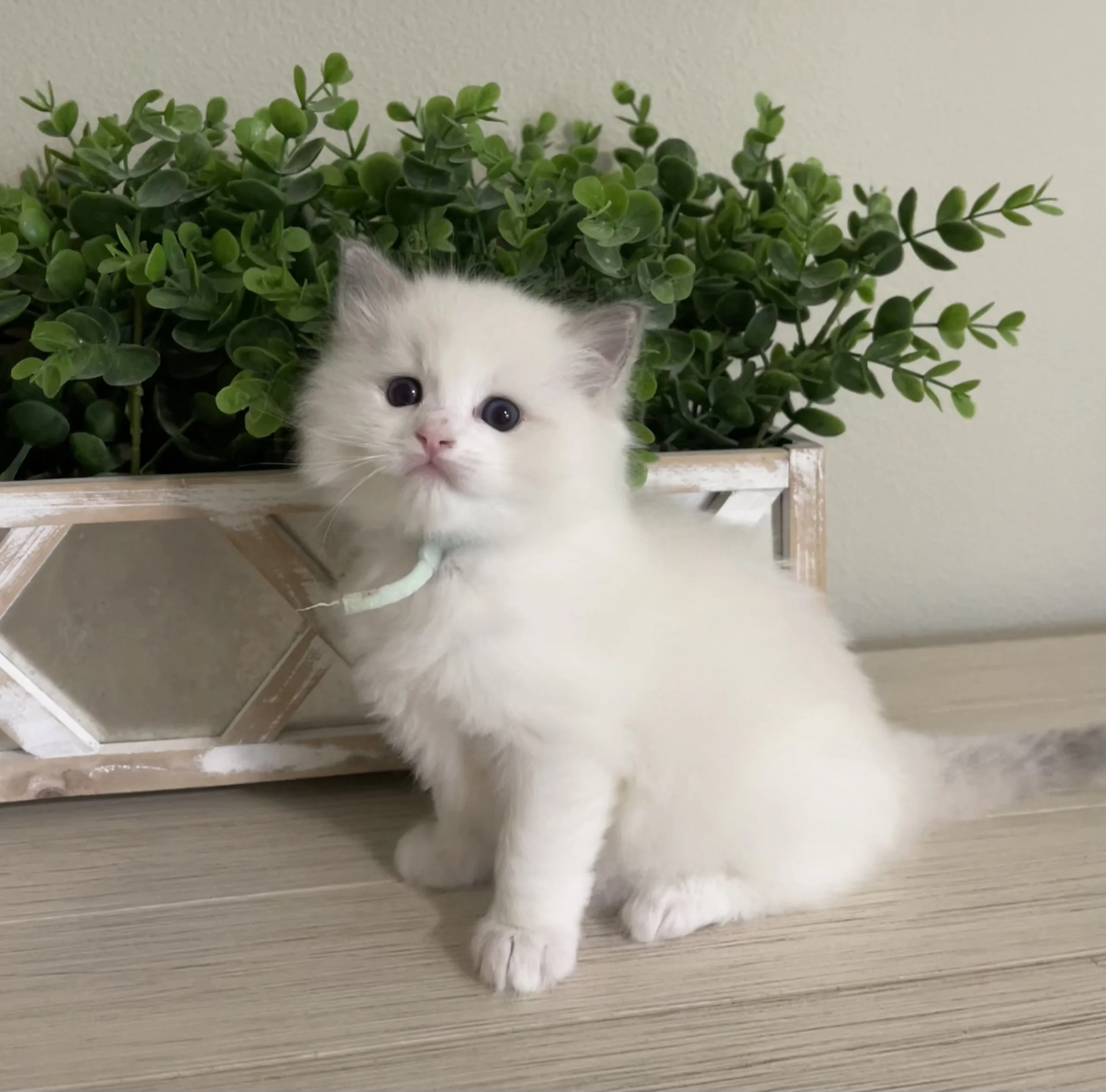 Ragdoll kittens — Rose City Felines