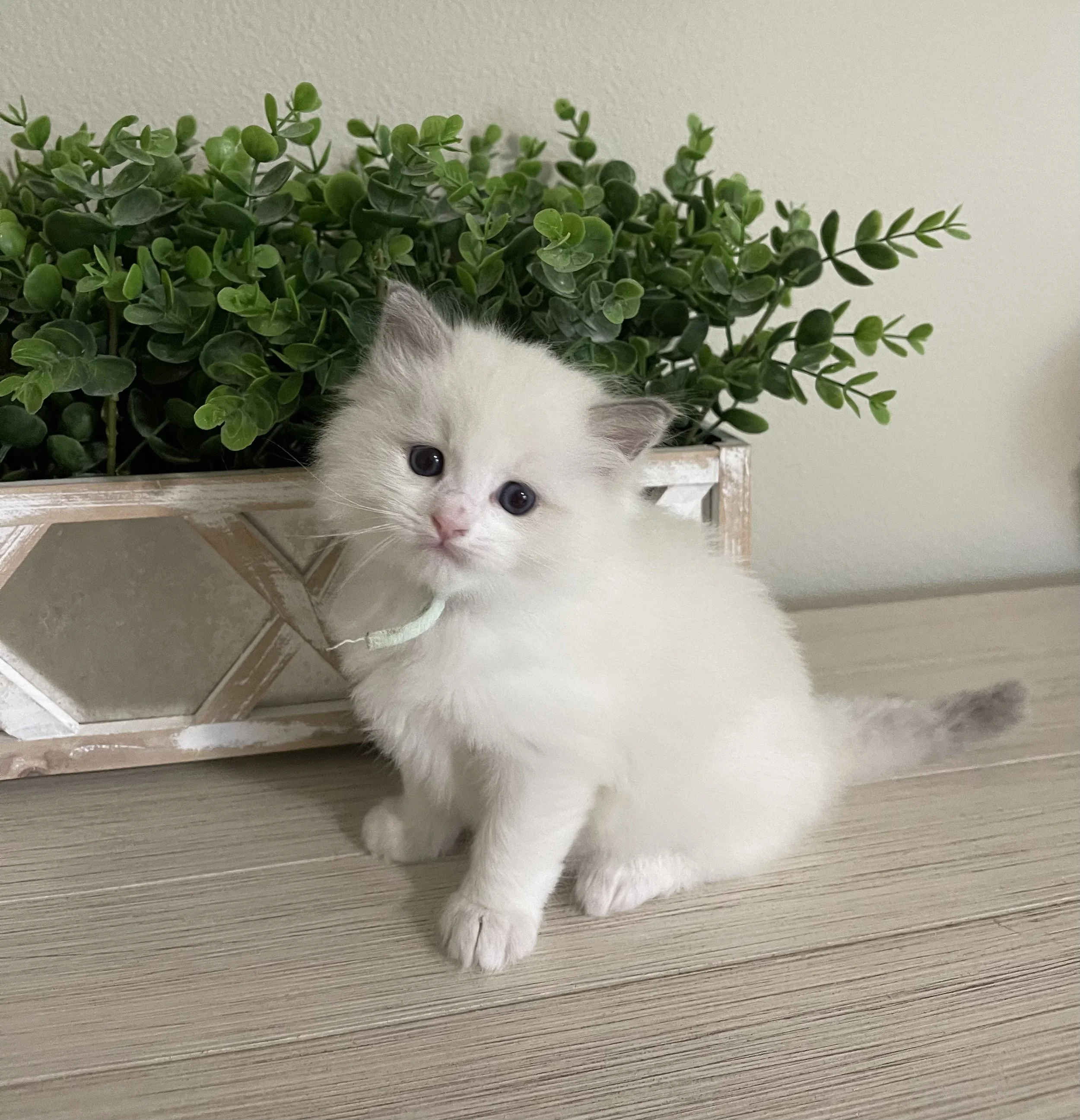 Ragdoll kittens — Rose City Felines