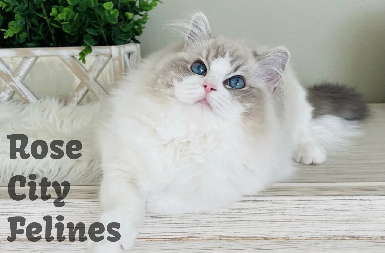 Ragdoll kittens — Rose City Felines