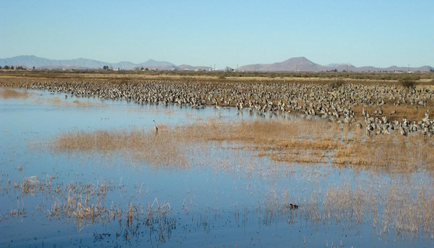 Birding — Visit Willcox