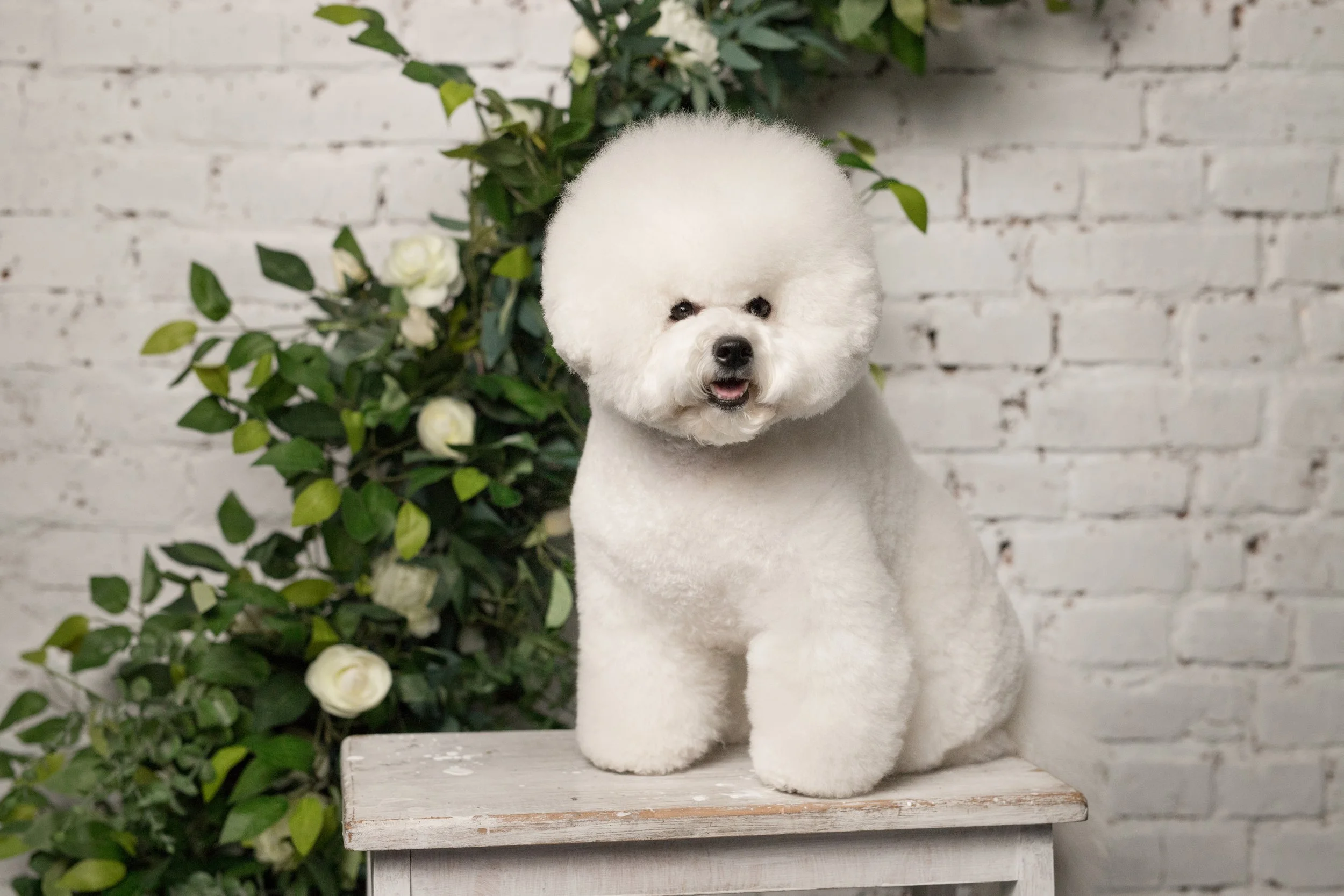 ABOUT US — ADORABLE BICHONS