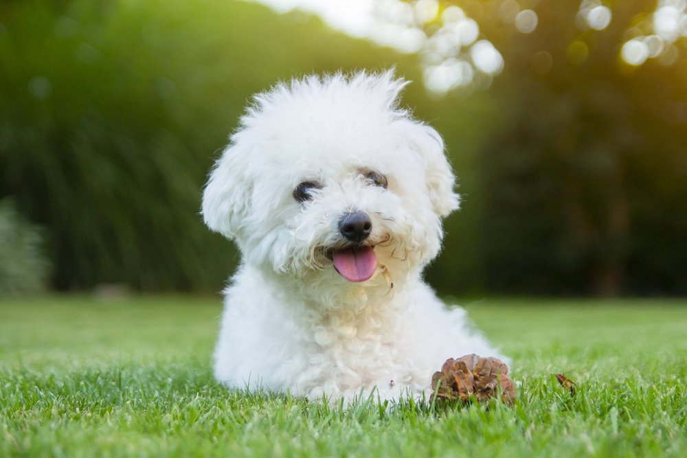 Adorable Bichons