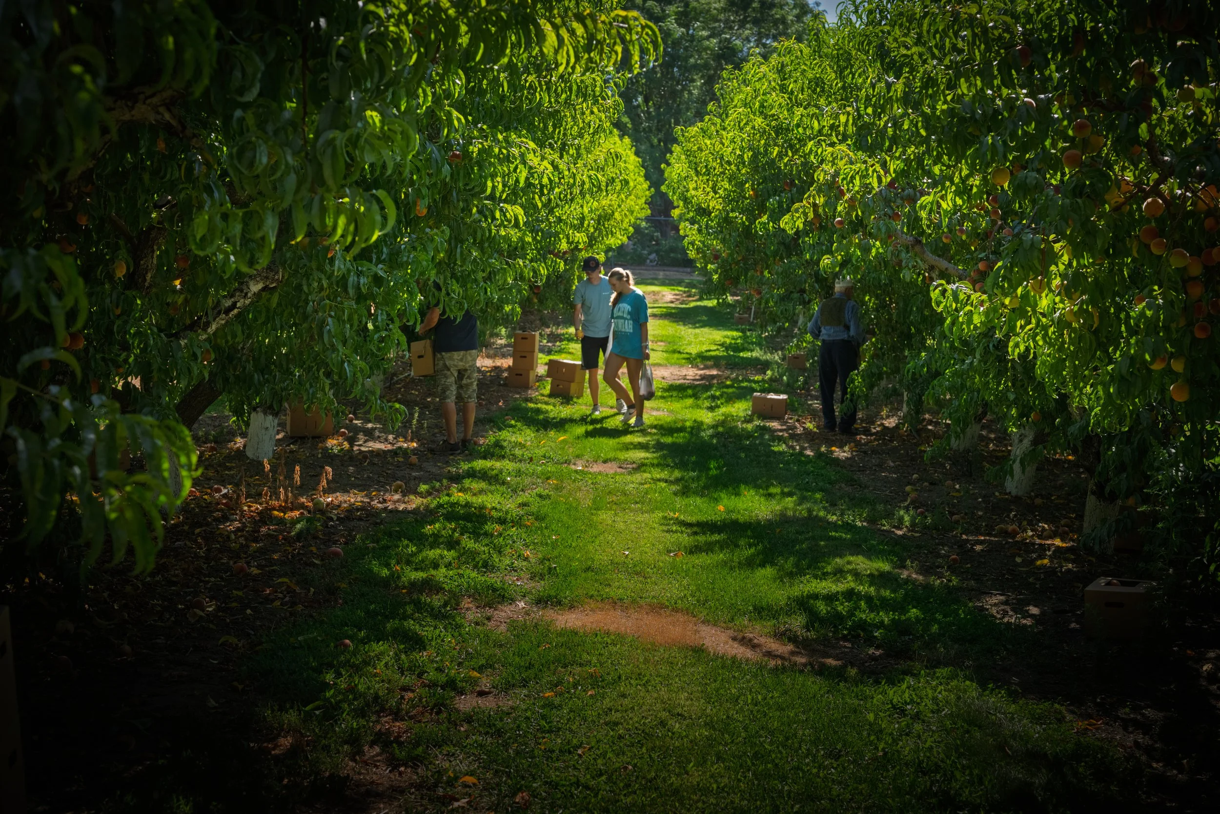 NorthOgdenOrchard