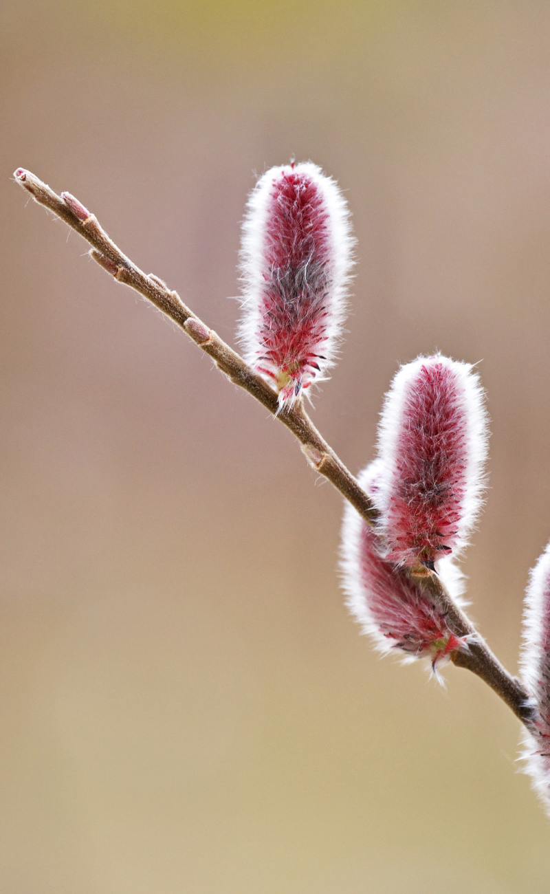 Over ons — Salix Online Recruitment