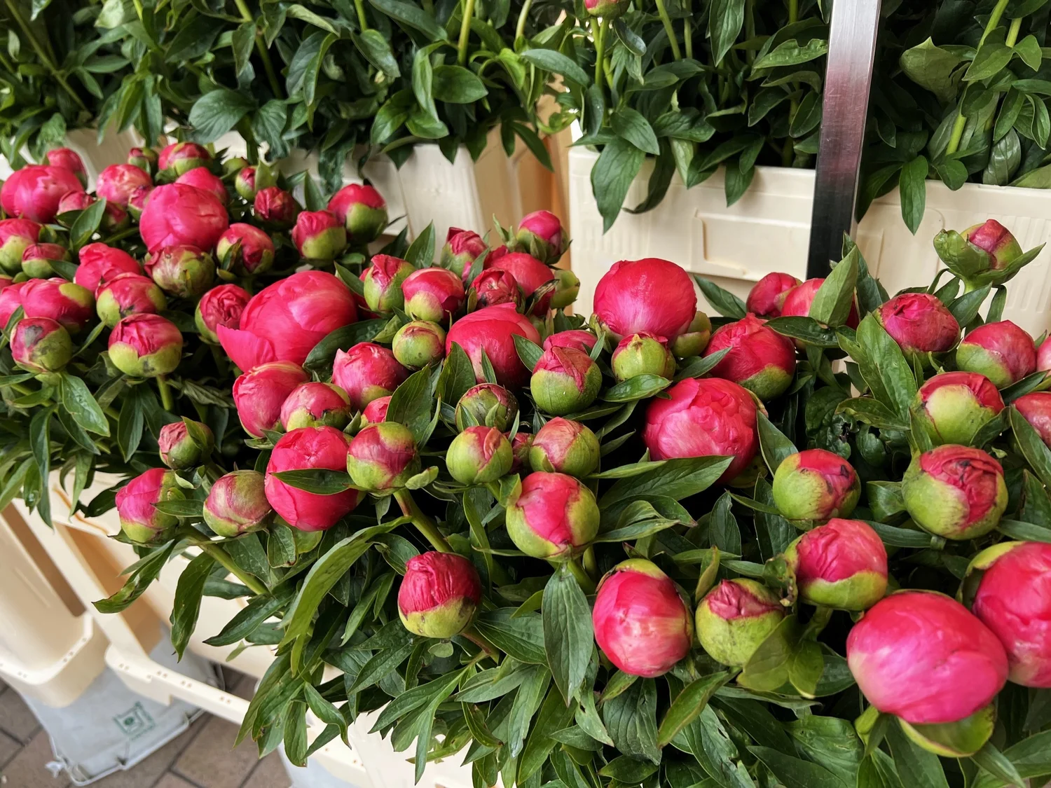 Spring — Flo’s Min Florist