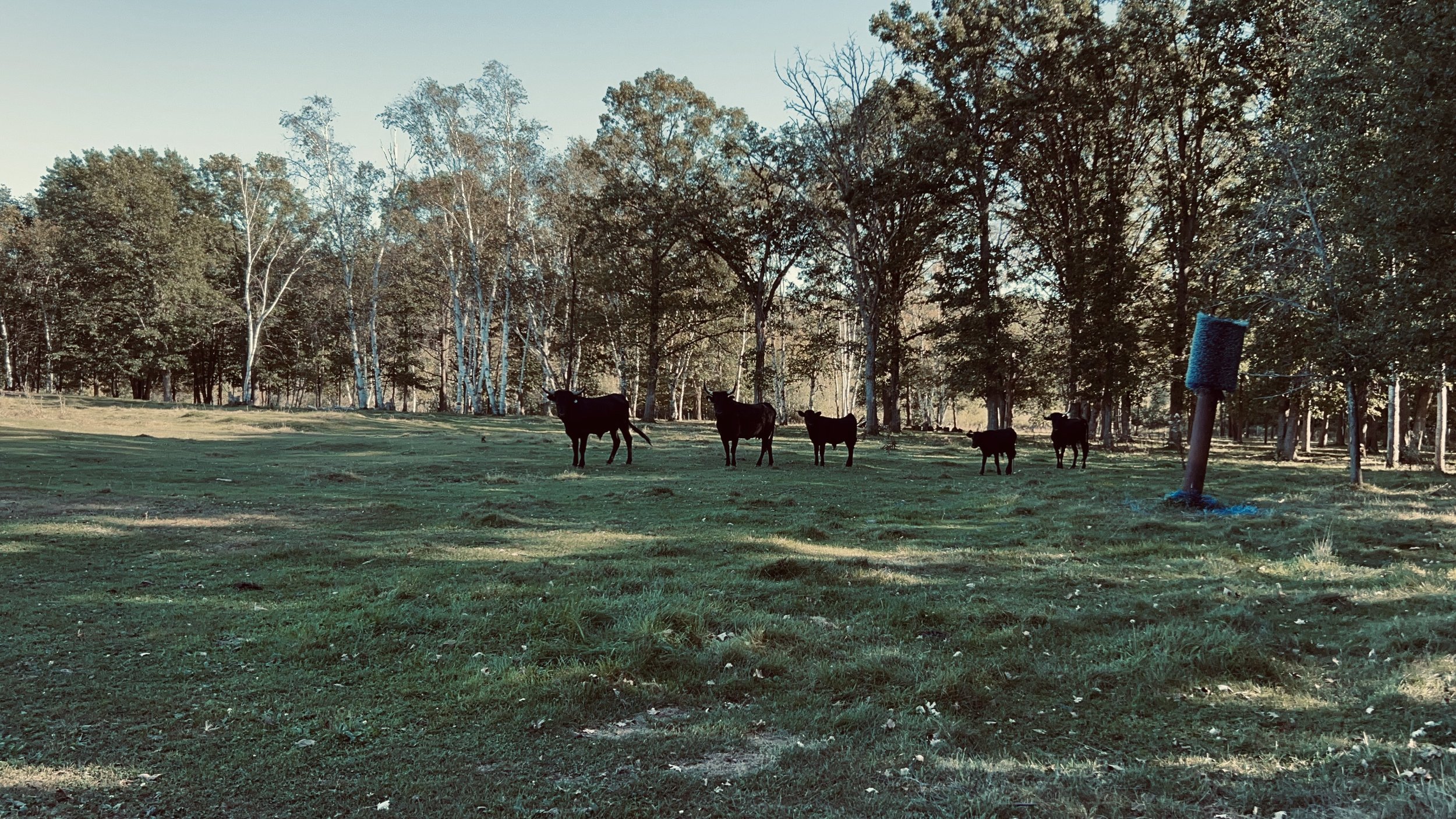 JJ Legacy Cattle Company