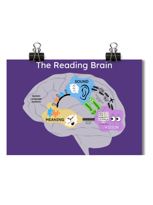 The Reading Brain Poster PDF