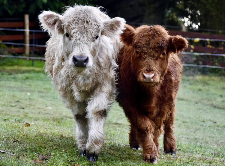 Grand Cru Miniature Cattle Ranch