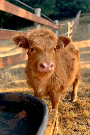Grand Cru Miniature Cattle Ranch
