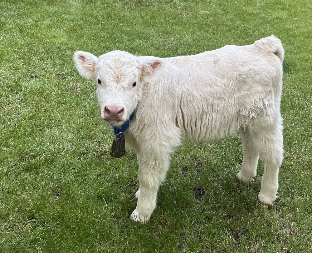 Mini Calves in Action — Grand Cru Miniature Cattle Ranch