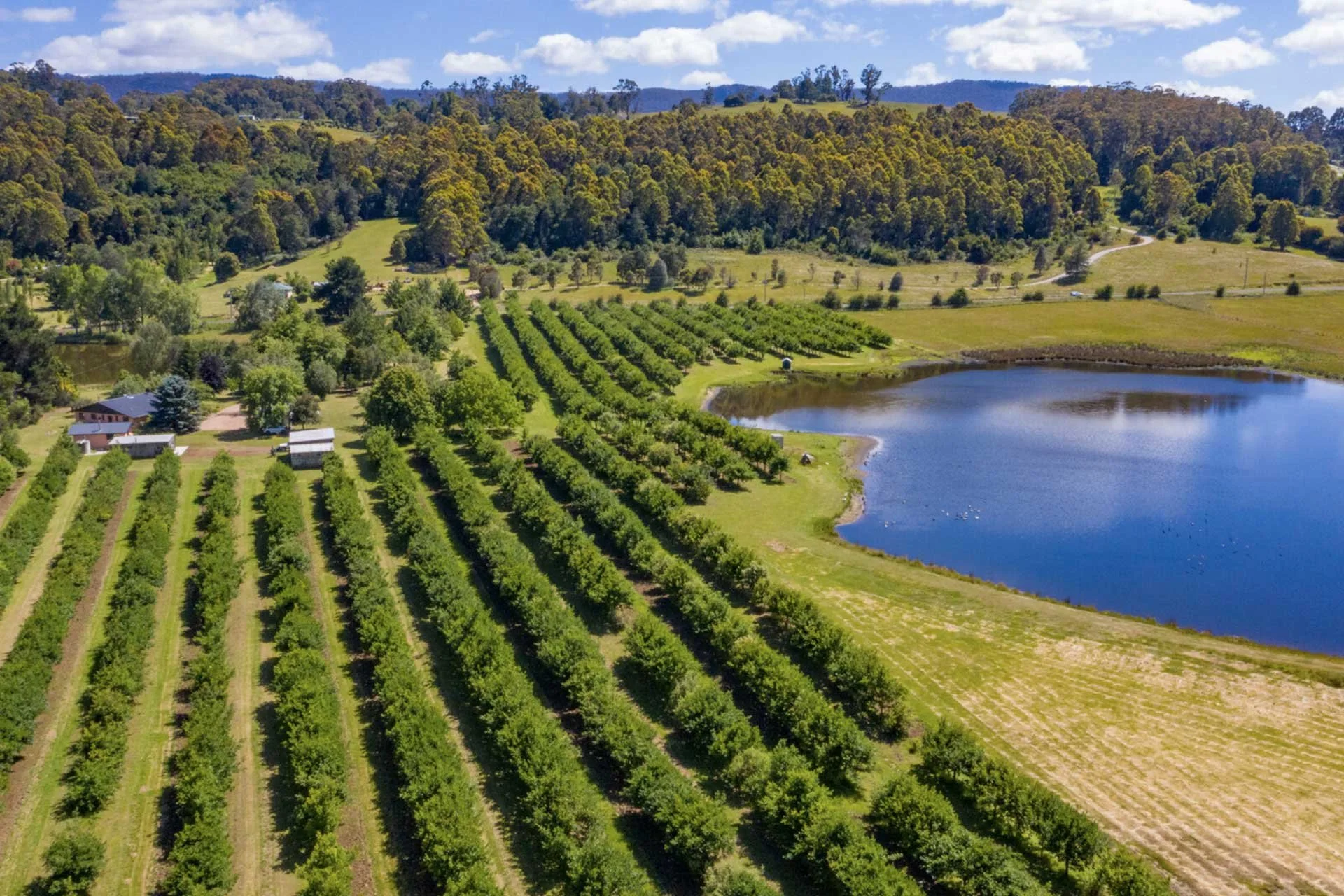 The Farm — Springfield Deer Farm