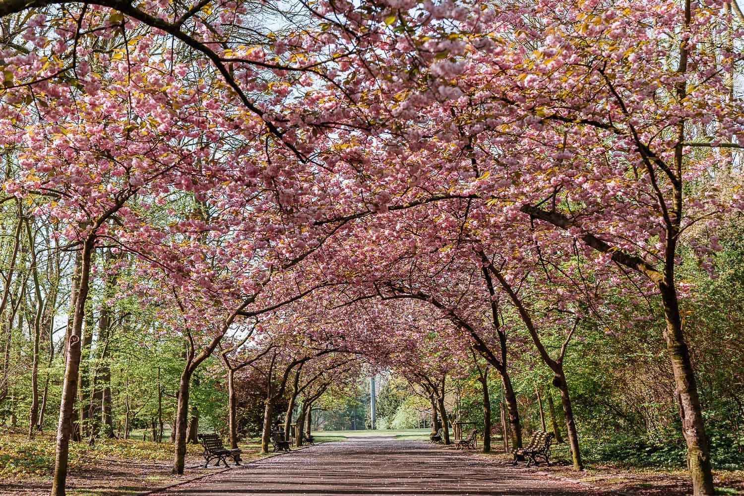 Best places for cherry blossoms in Brussels — briesoldo