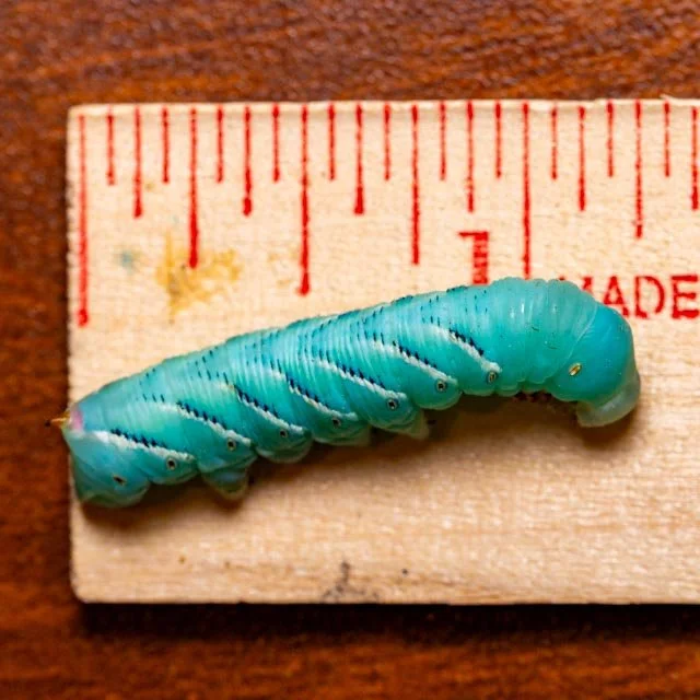 LIVE Feeders — PNW Reptile Bites