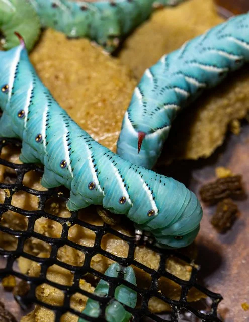 LIVE Feeders — PNW Reptile Bites