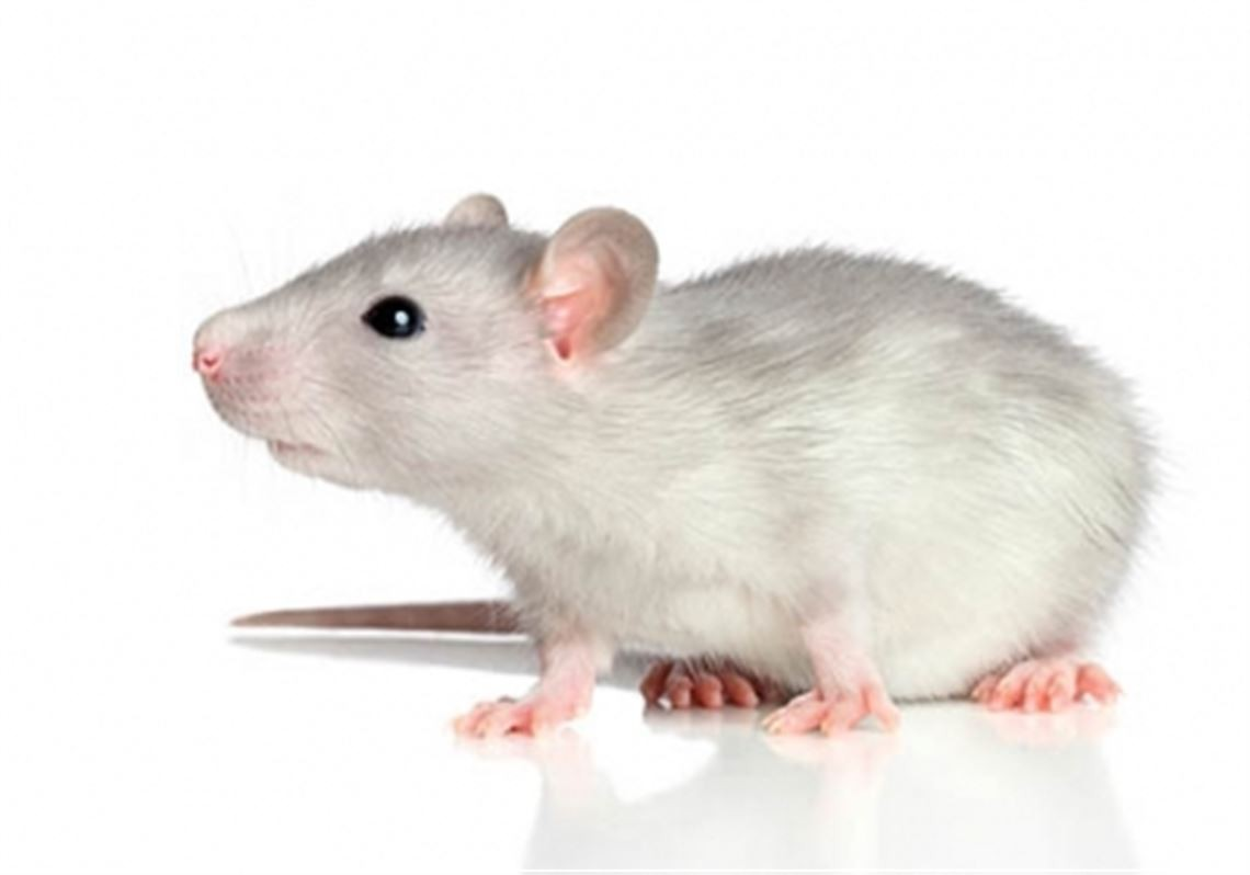 Store 2 — PNW Reptile Bites