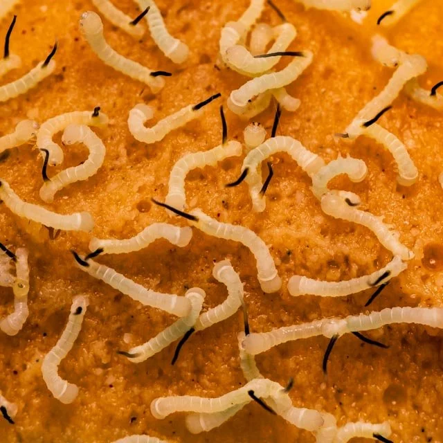 LIVE Feeders — PNW Reptile Bites