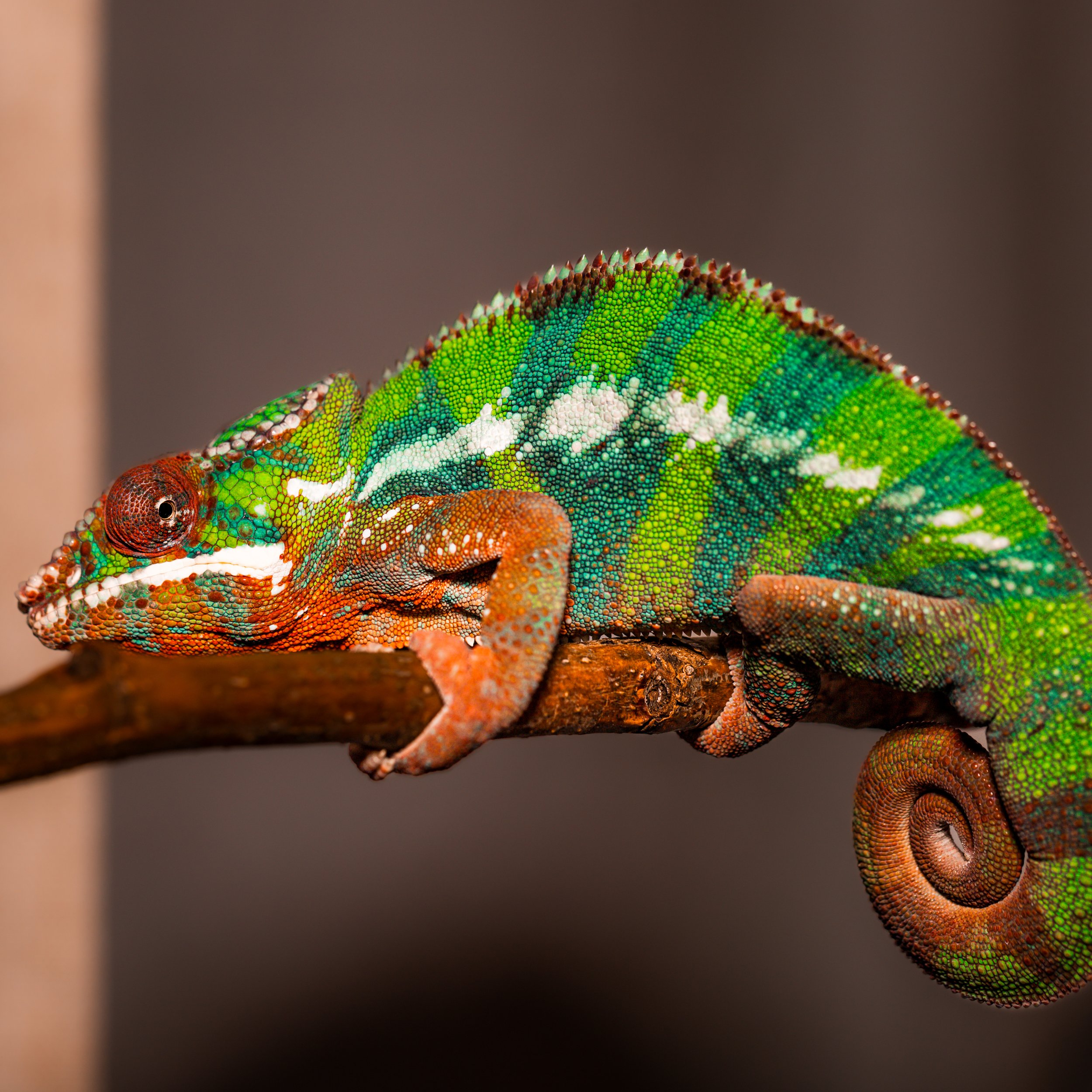 Store 2 — PNW Reptile Bites