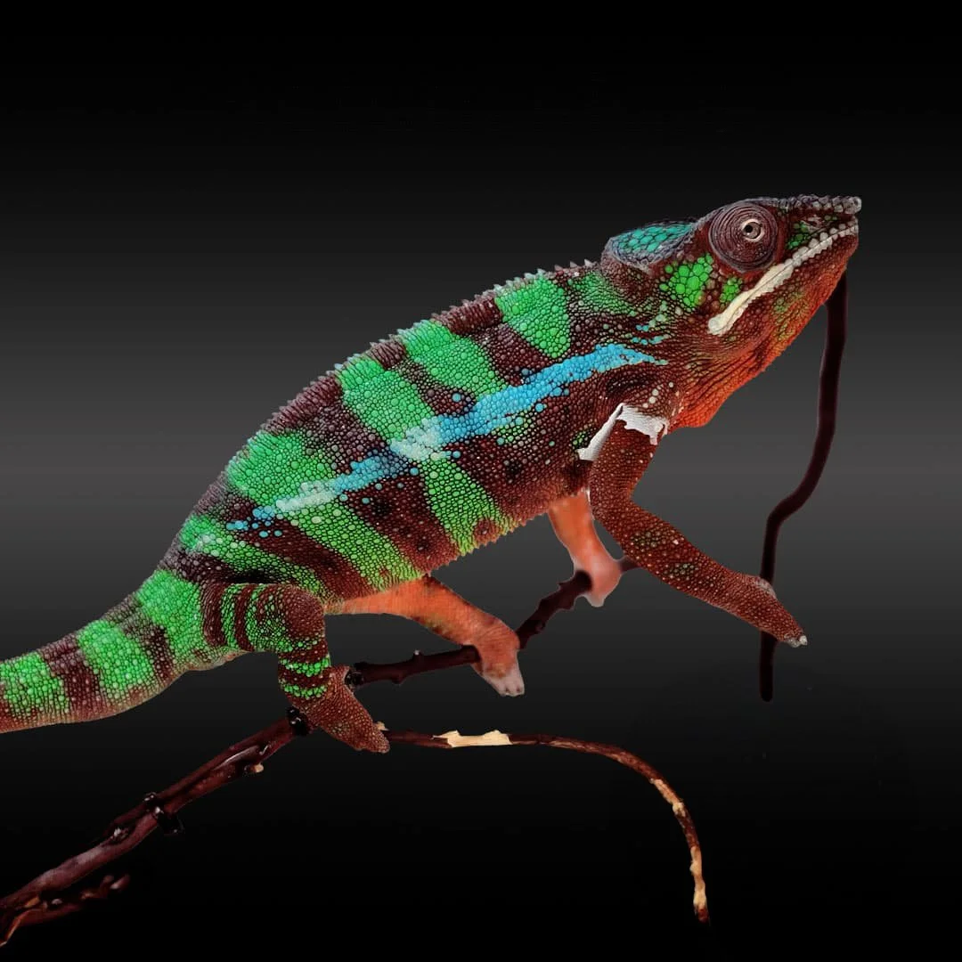 Store 2 — PNW Reptile Bites