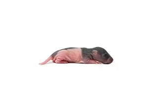 Store 2 — PNW Reptile Bites