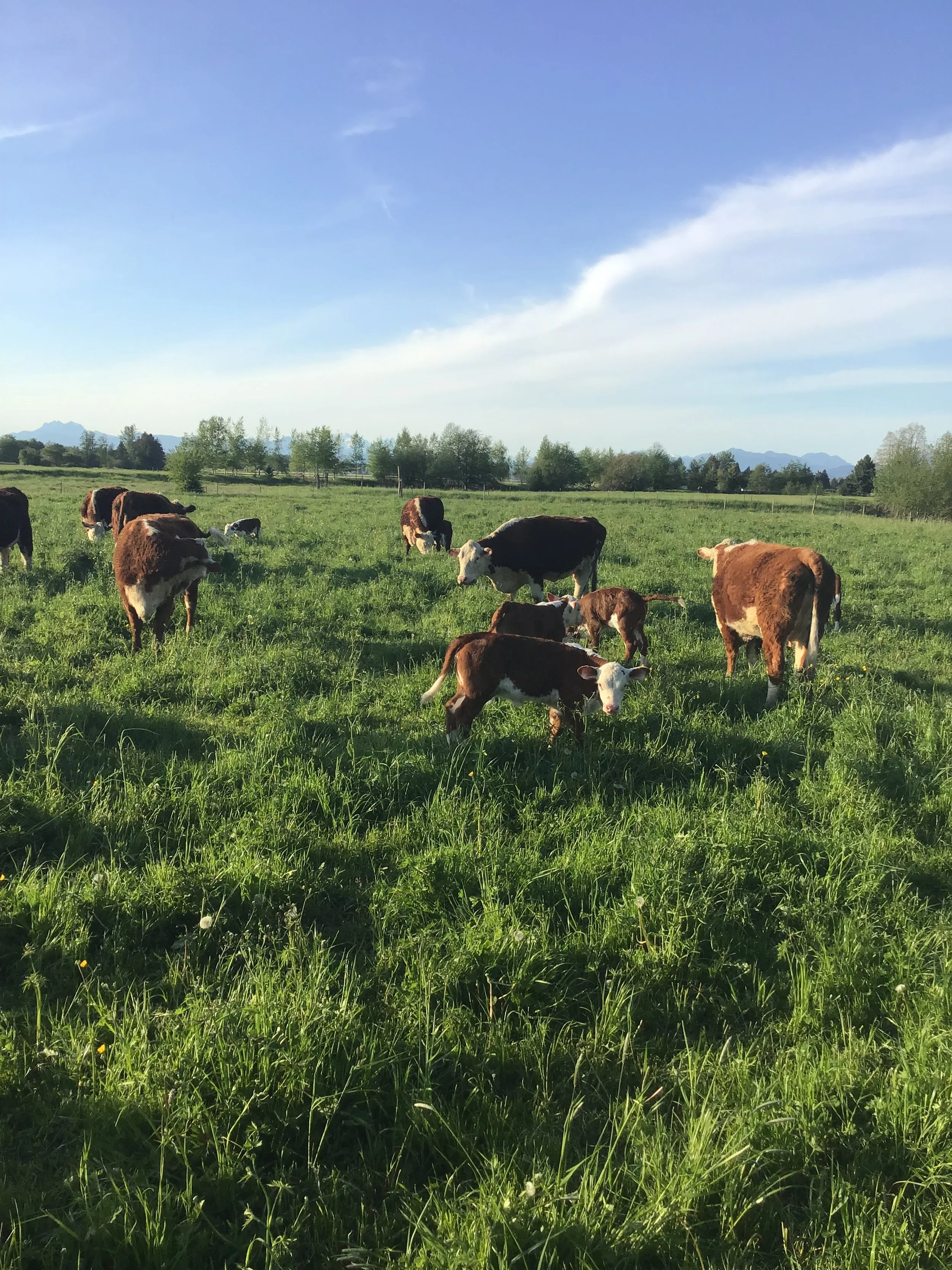 Nooksack Dairy & Deli | Dairy Products | Farm Fresh Meats | Smoked Meat ...