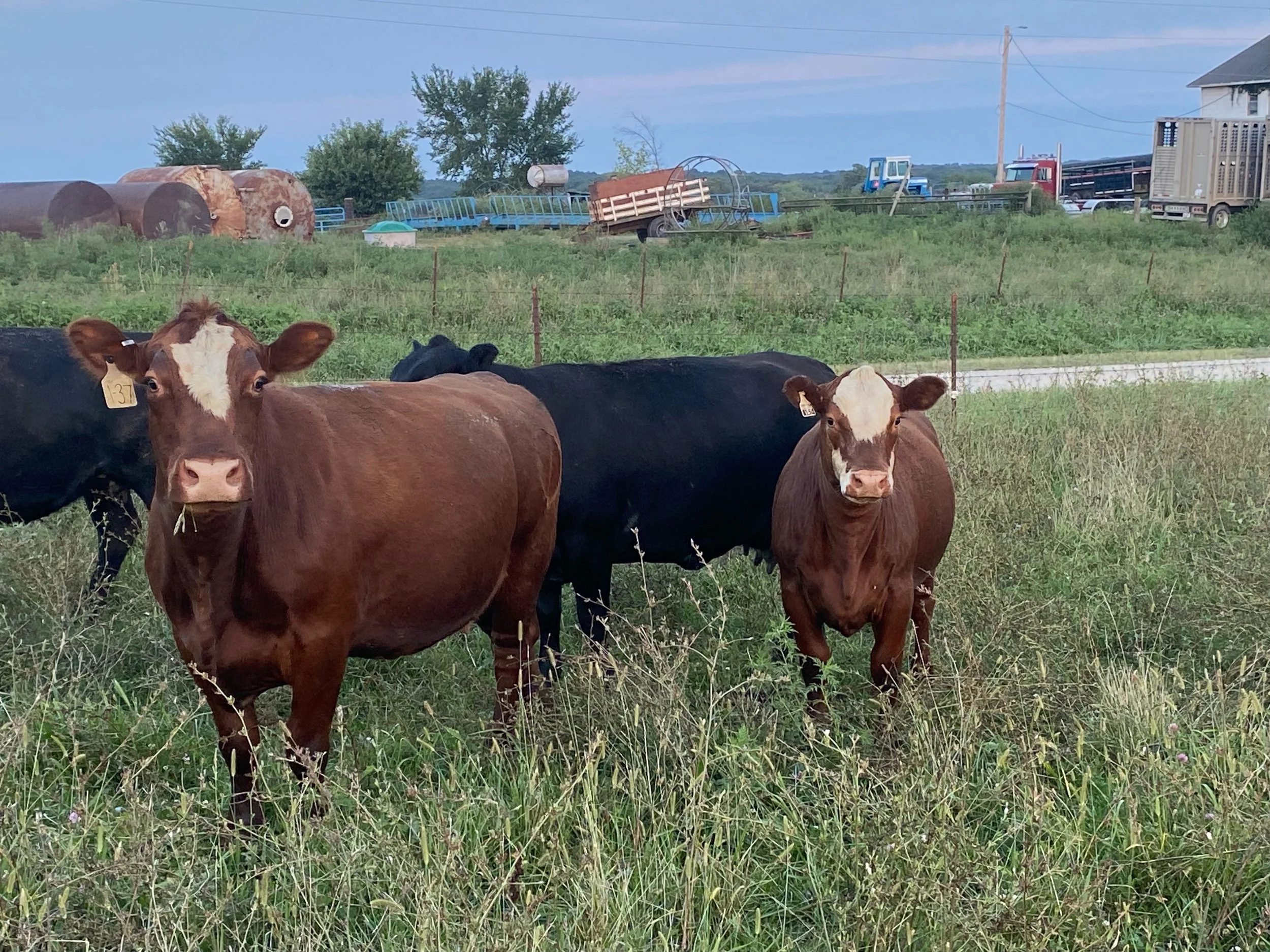 Diamond H Ranch - Grassfed, Pasture To Place Meat