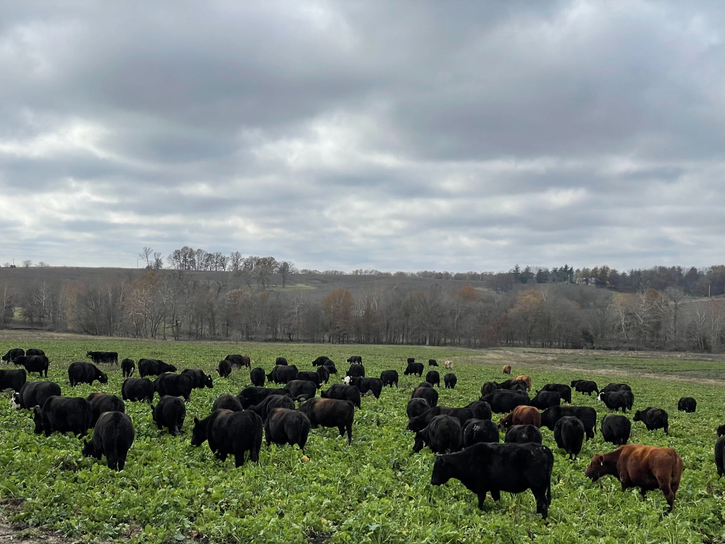 Diamond H Ranch - Grassfed, Pasture To Place Meat