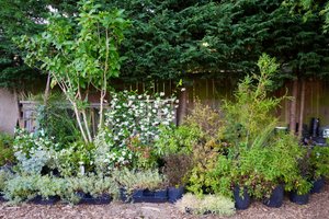 General 2 — LACEWING