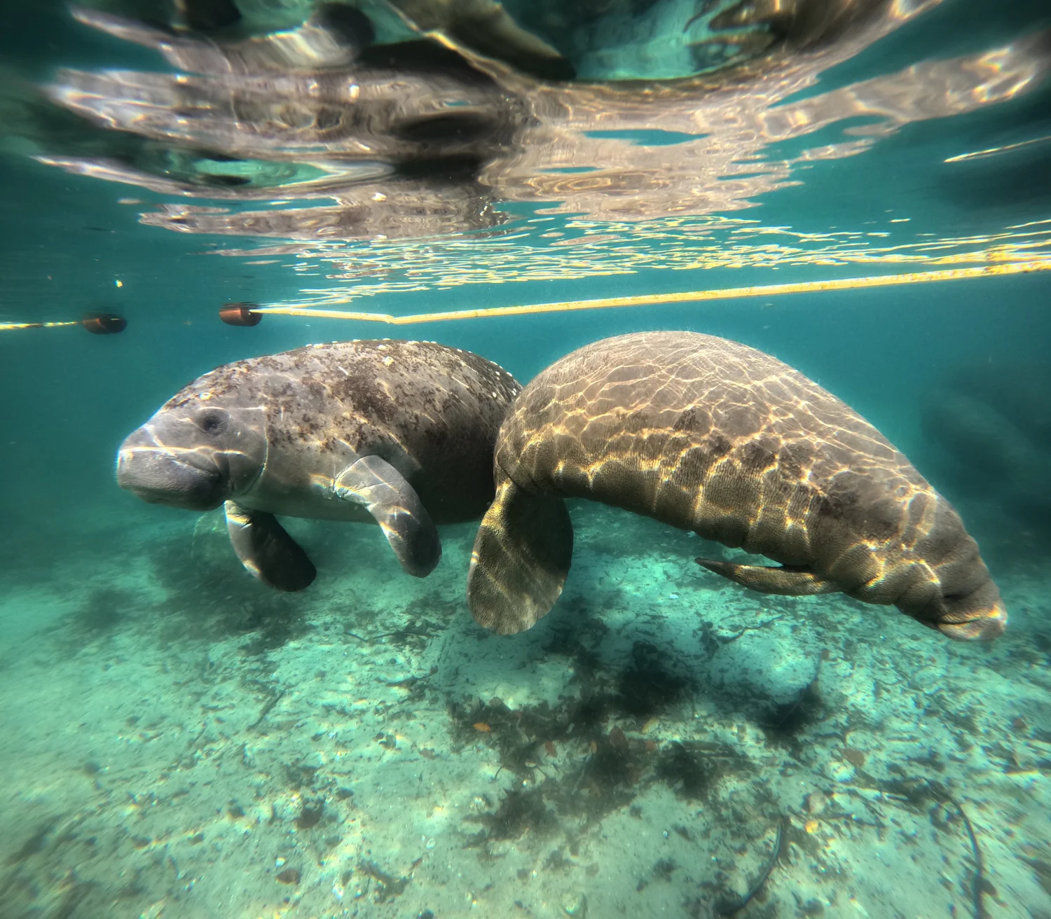 Accommodations — Manatee Swim Center