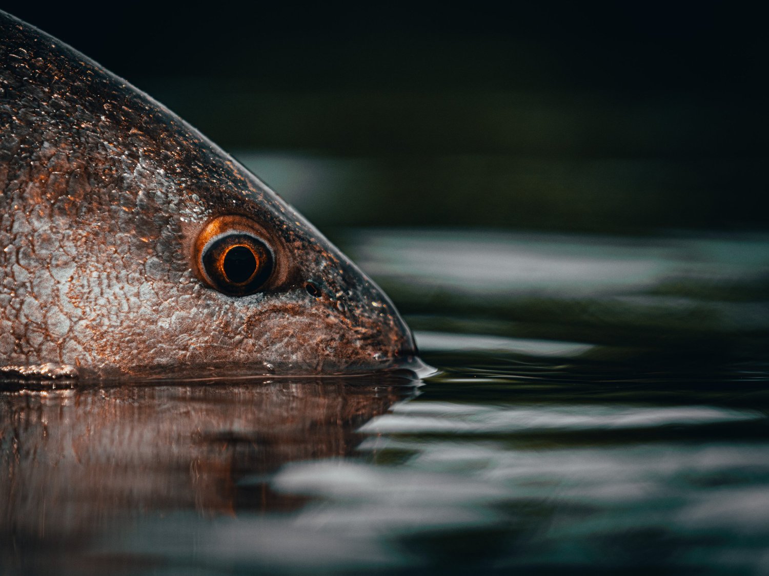 Fishing Charters — Manatee Swim Center