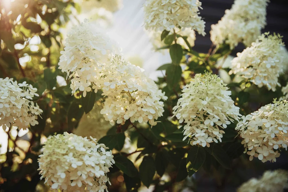 Horticulture 4 Health | Horticultural Therapy & Wellness Chicago