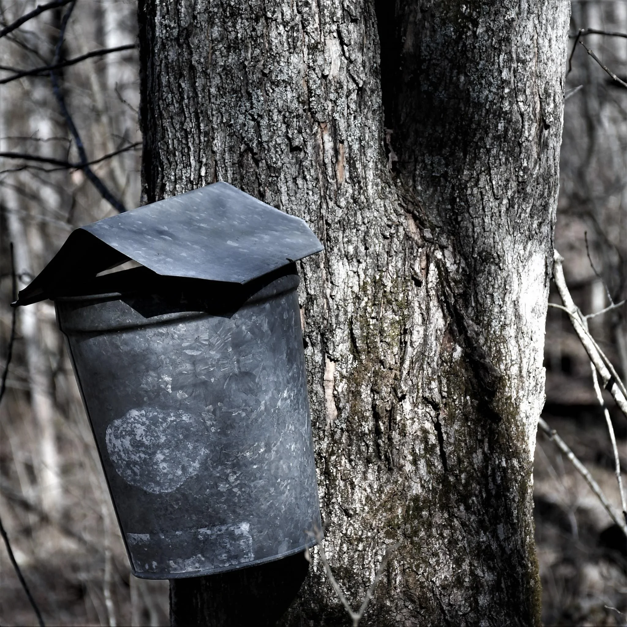 Maple Grove Farm | 100% Pure Maple Syrup | Gift Boxes | Seasonings ...