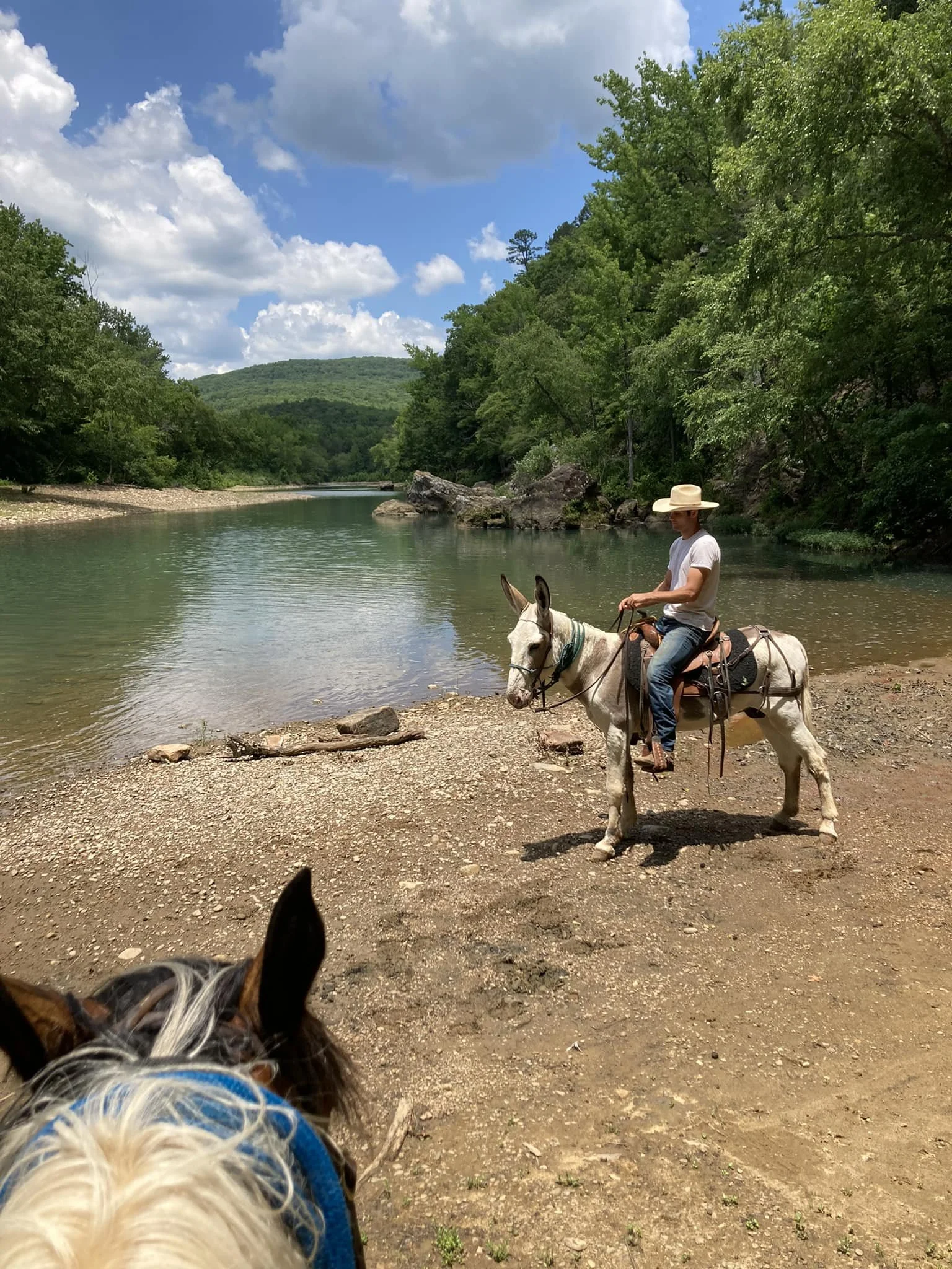 Schneider Equine- Mammoth Donkeys and Mules