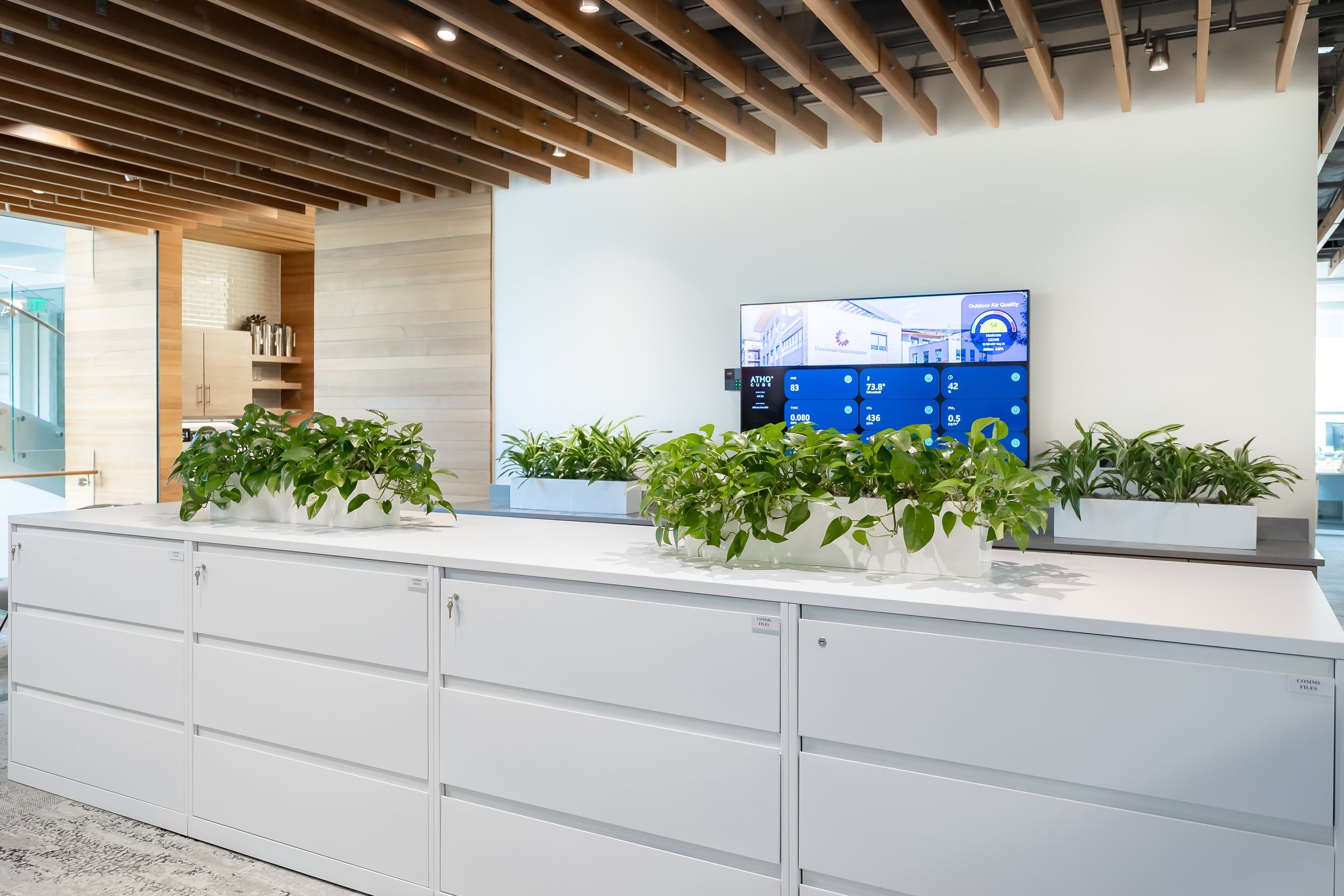 The Hidden Superpowers of Office Plants: Why Every Workplace Needs ...