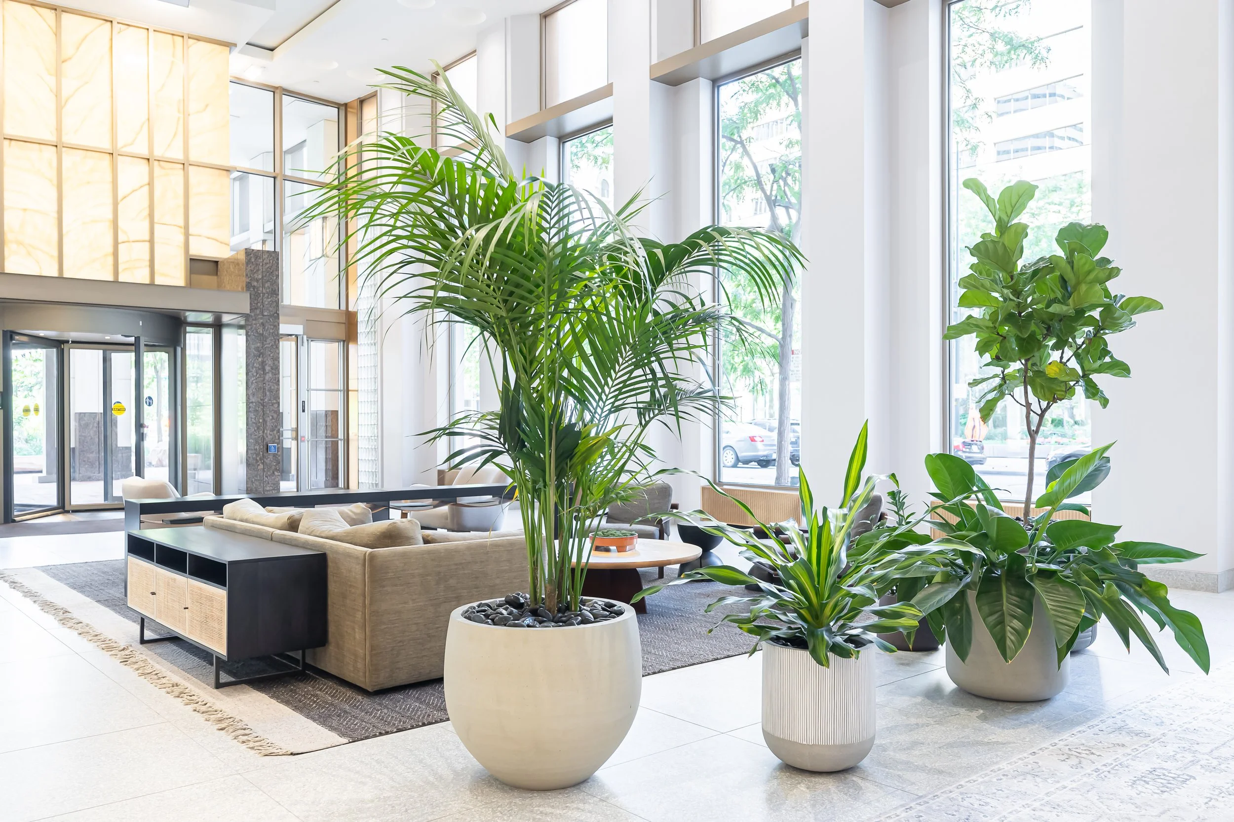 The Hidden Superpowers of Office Plants: Why Every Workplace Needs ...