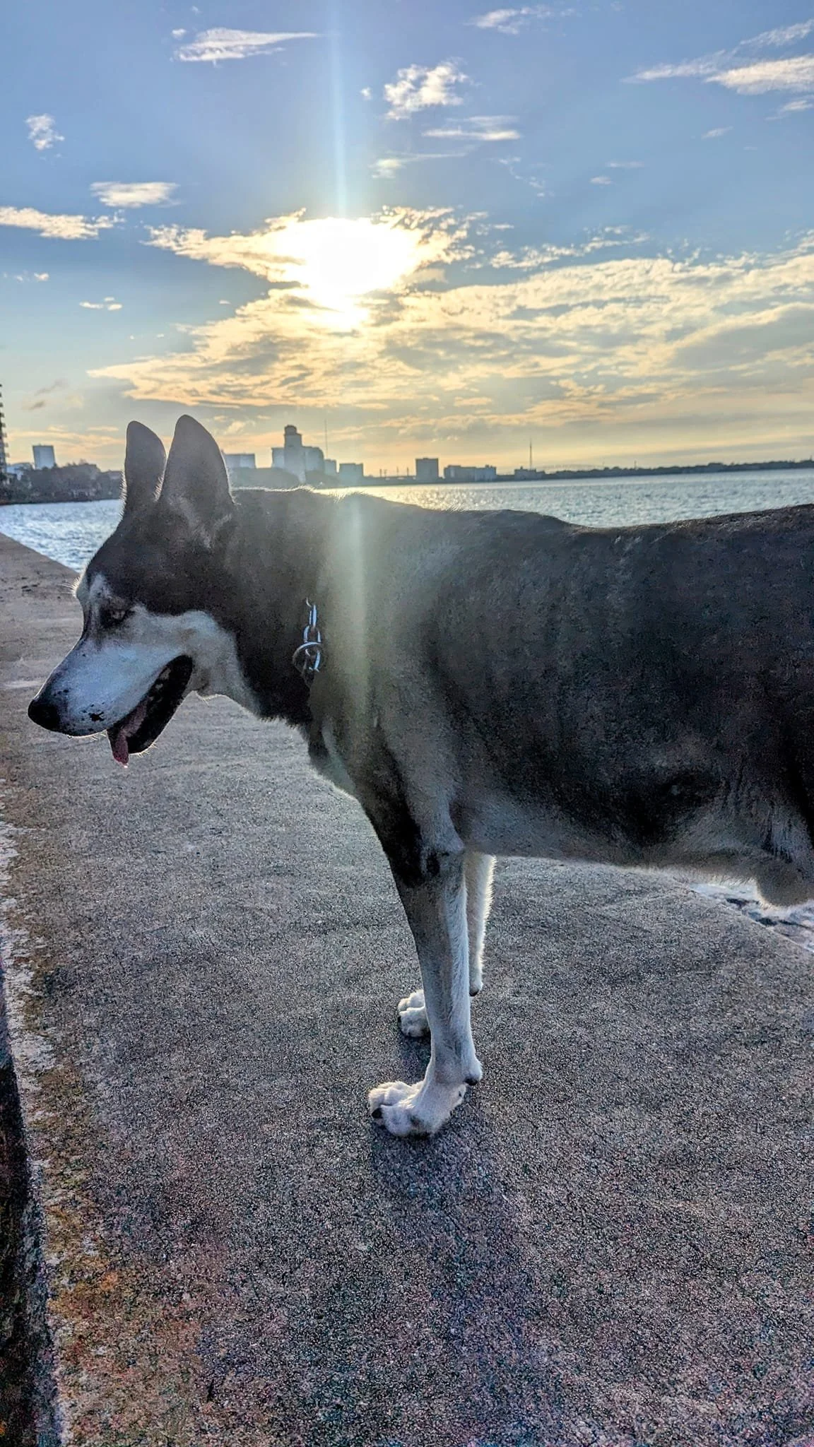 Social — Duval Dogs Day Care & Boarding