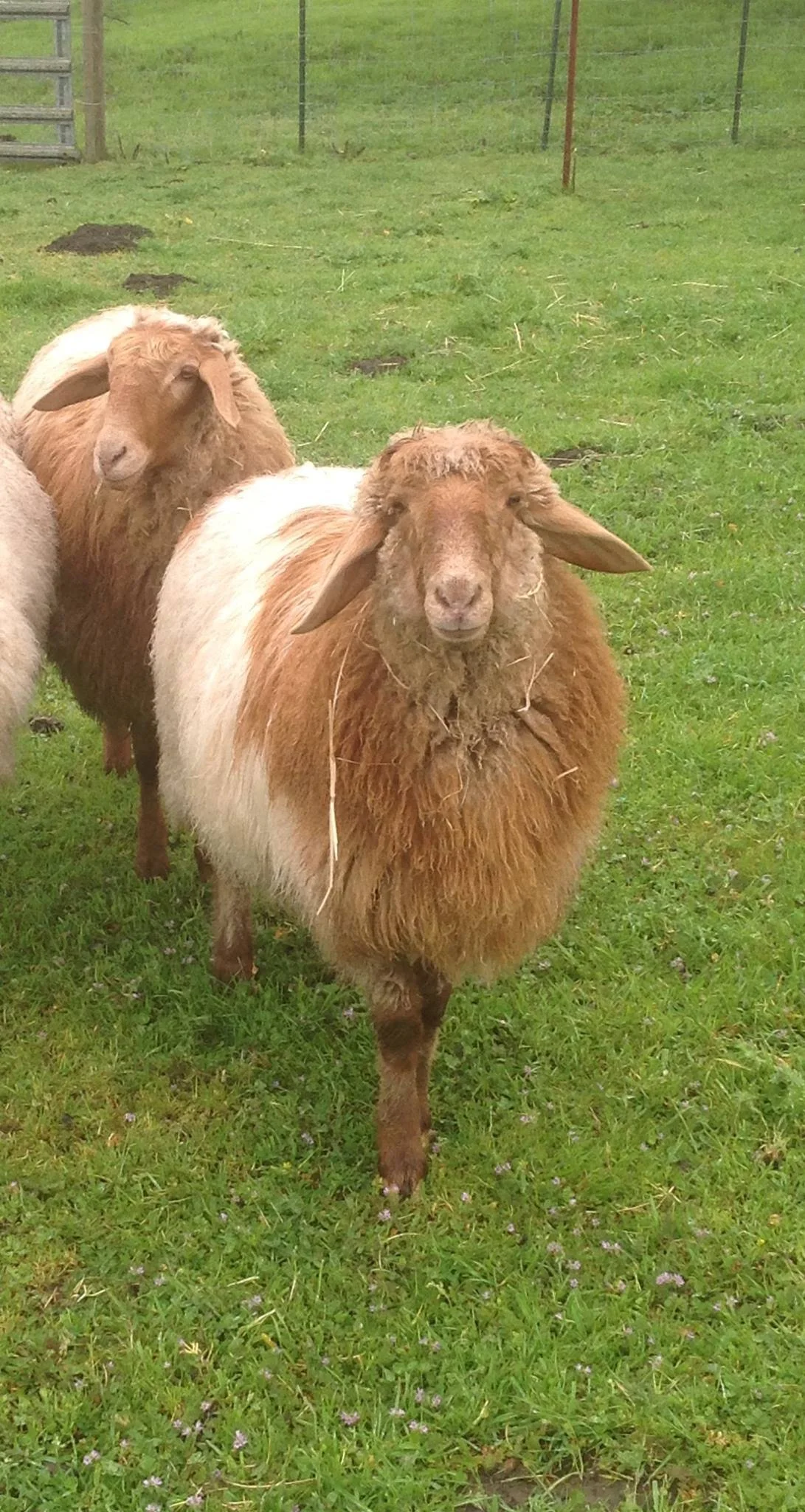 American Awassi Association