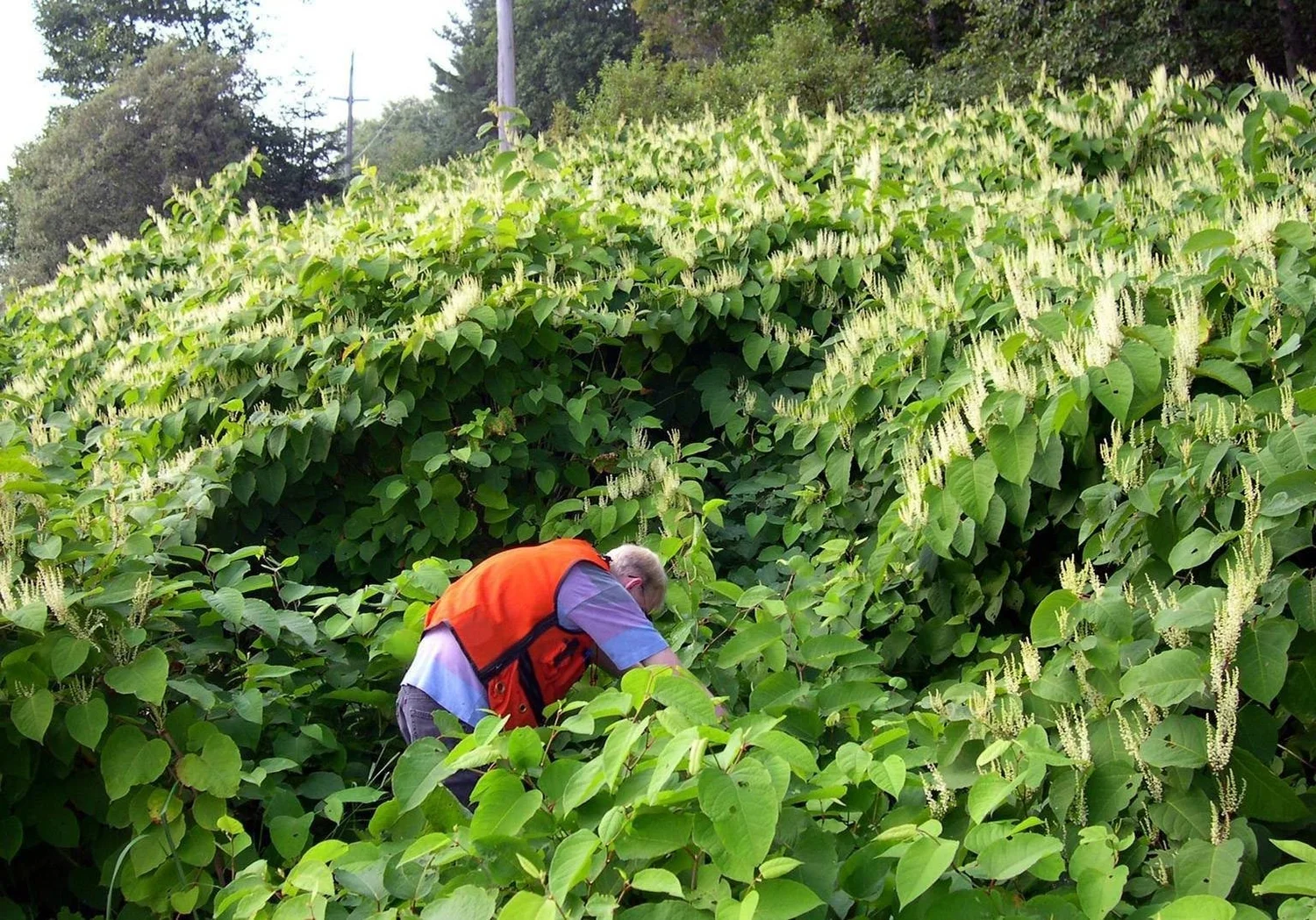 Virginia Invasive Plant Coalition