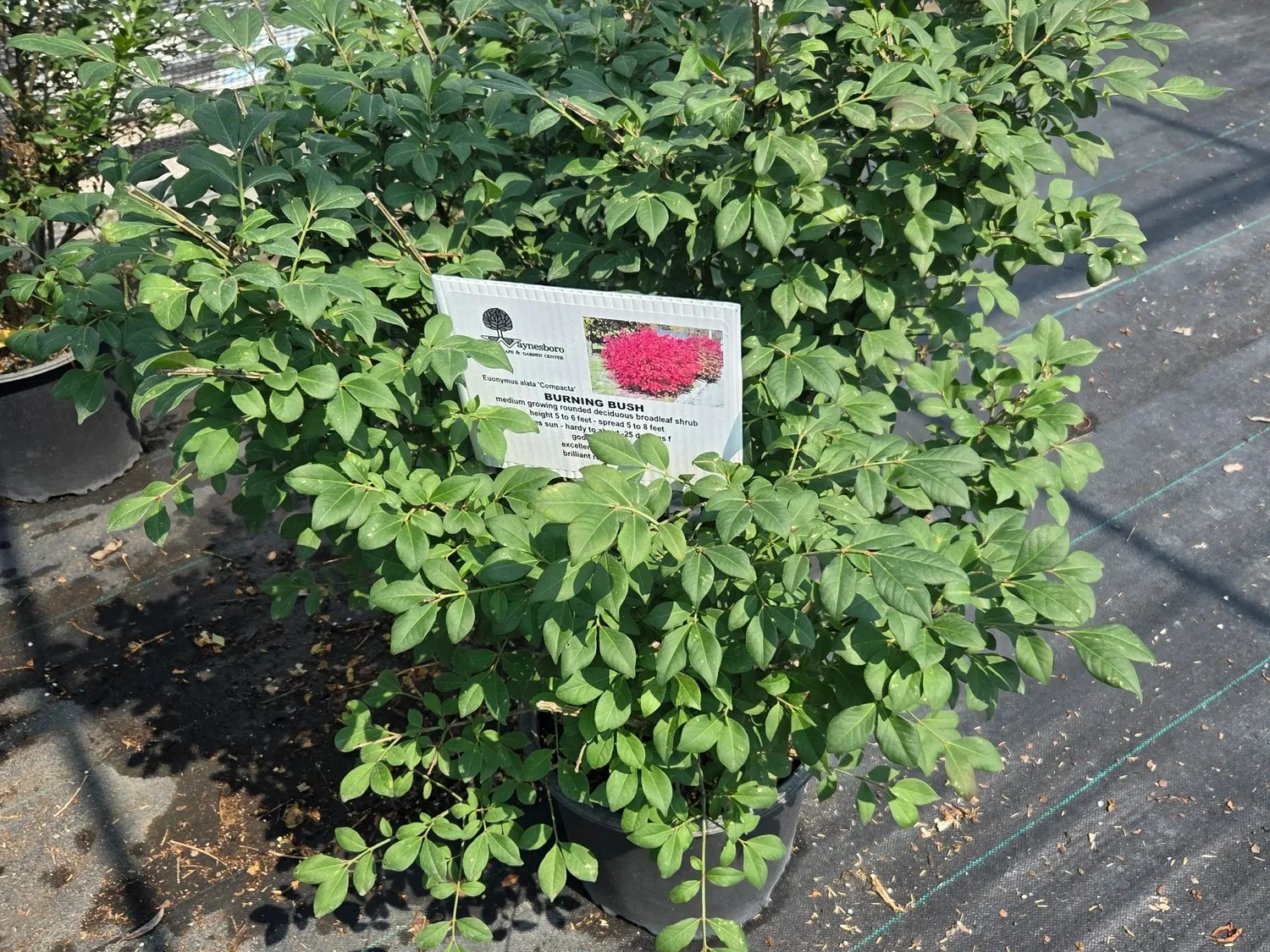 Virginia Invasive Plant Coalition