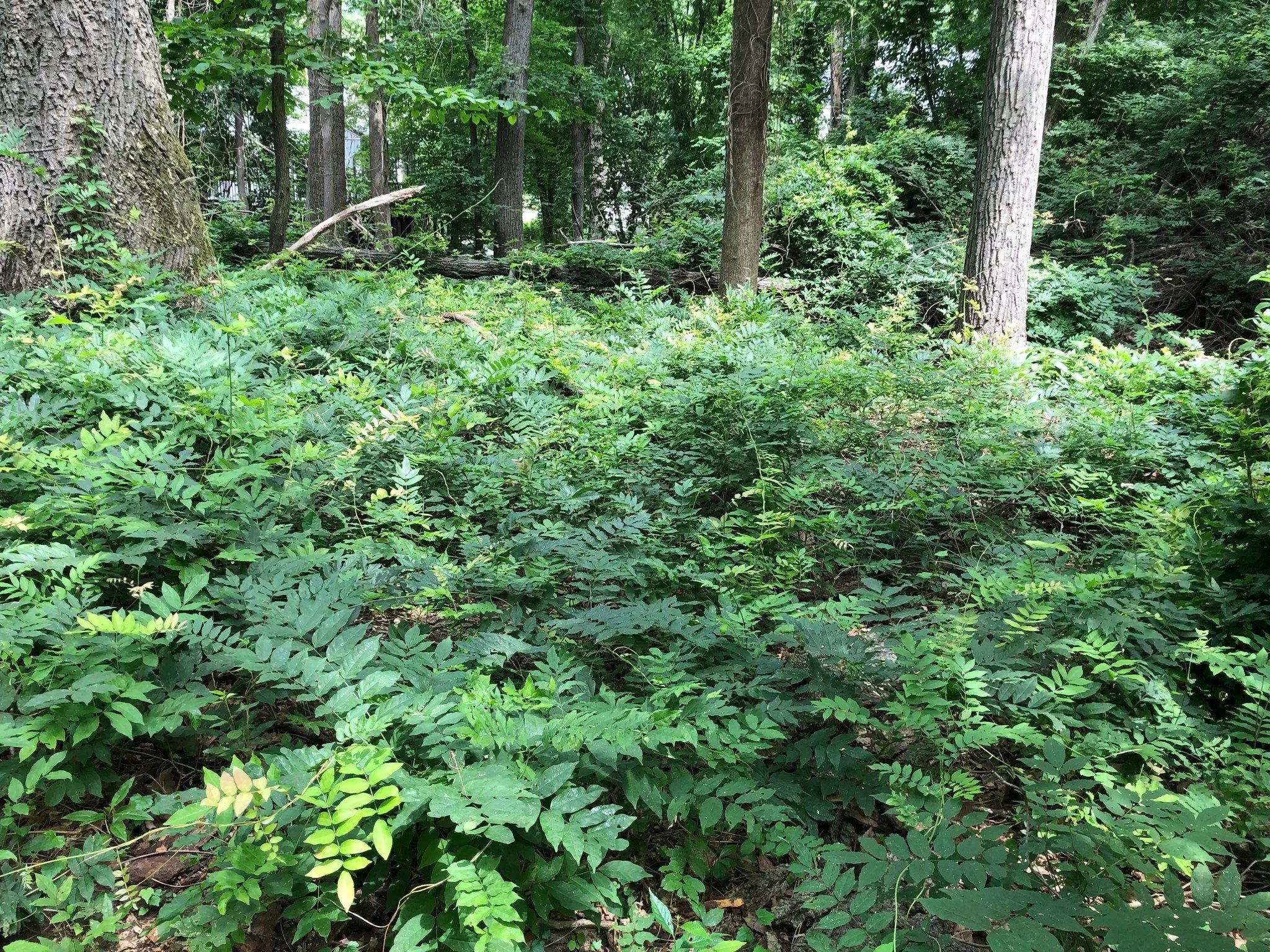 News — Virginia Invasive Plant Coalition