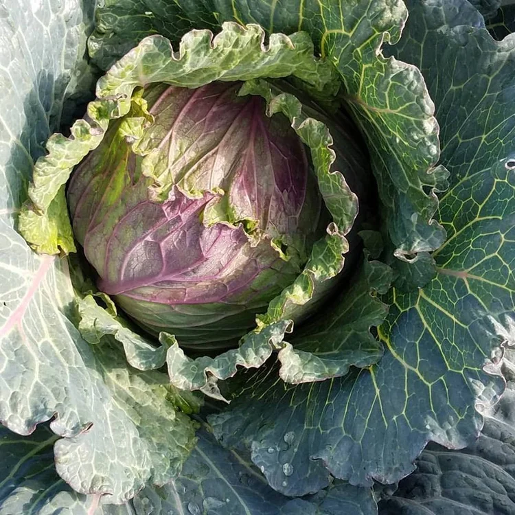 Central Oregon Fill Your Pantry