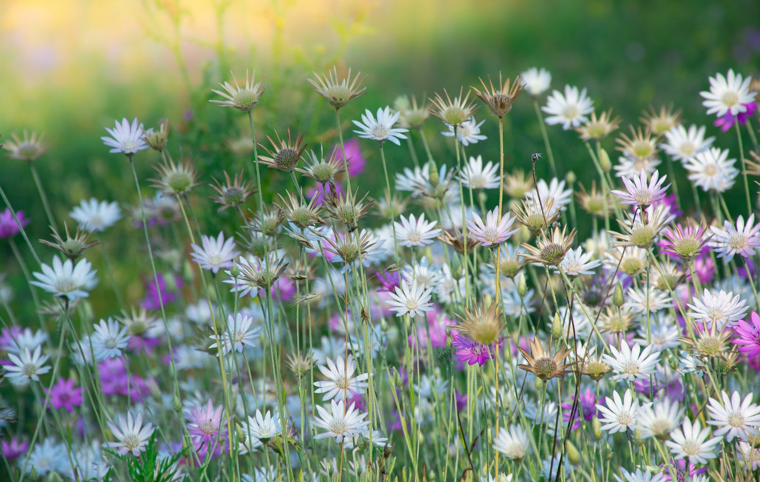 The Flannel Flower — The Flannel Project