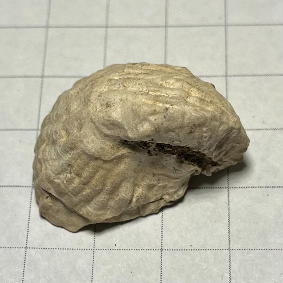 Exogyra Costata — South Carolina's Fossils