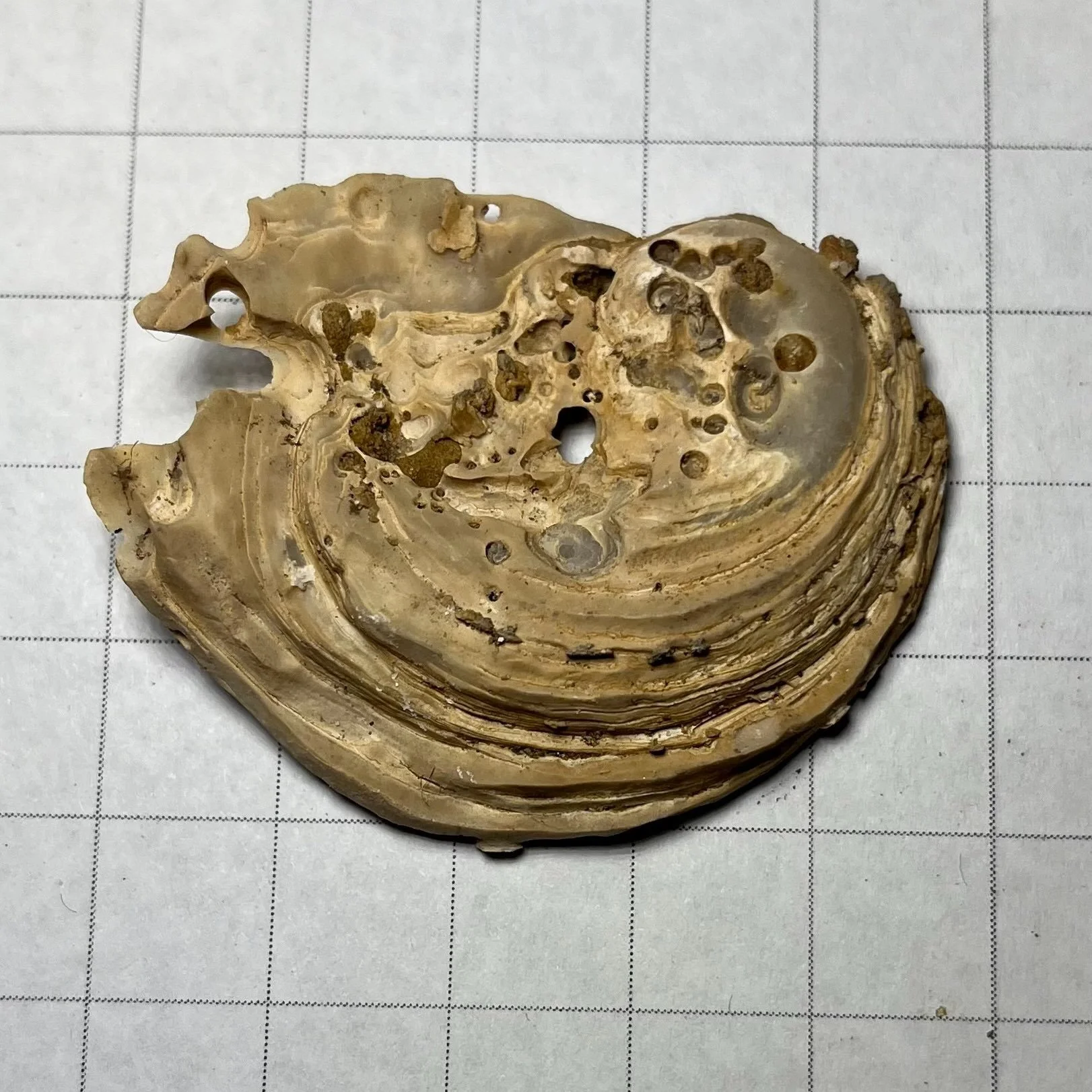 Exogyra Costata — South Carolina's Fossils