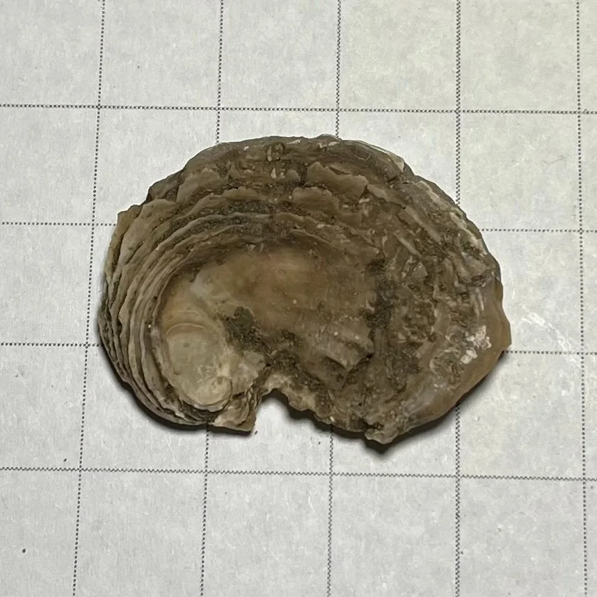 Exogyra Costata — South Carolina's Fossils